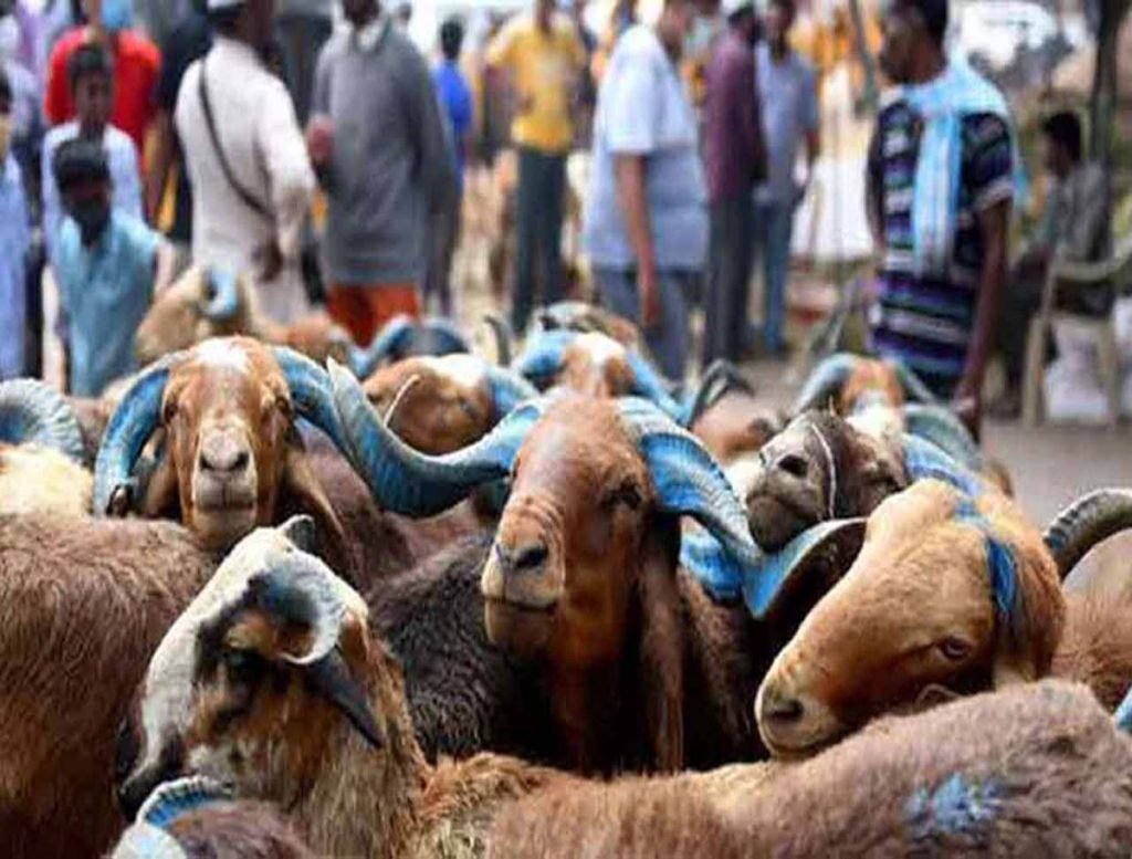 Vikarabad: 60 Goats Killed After Hit by Train | HydNow