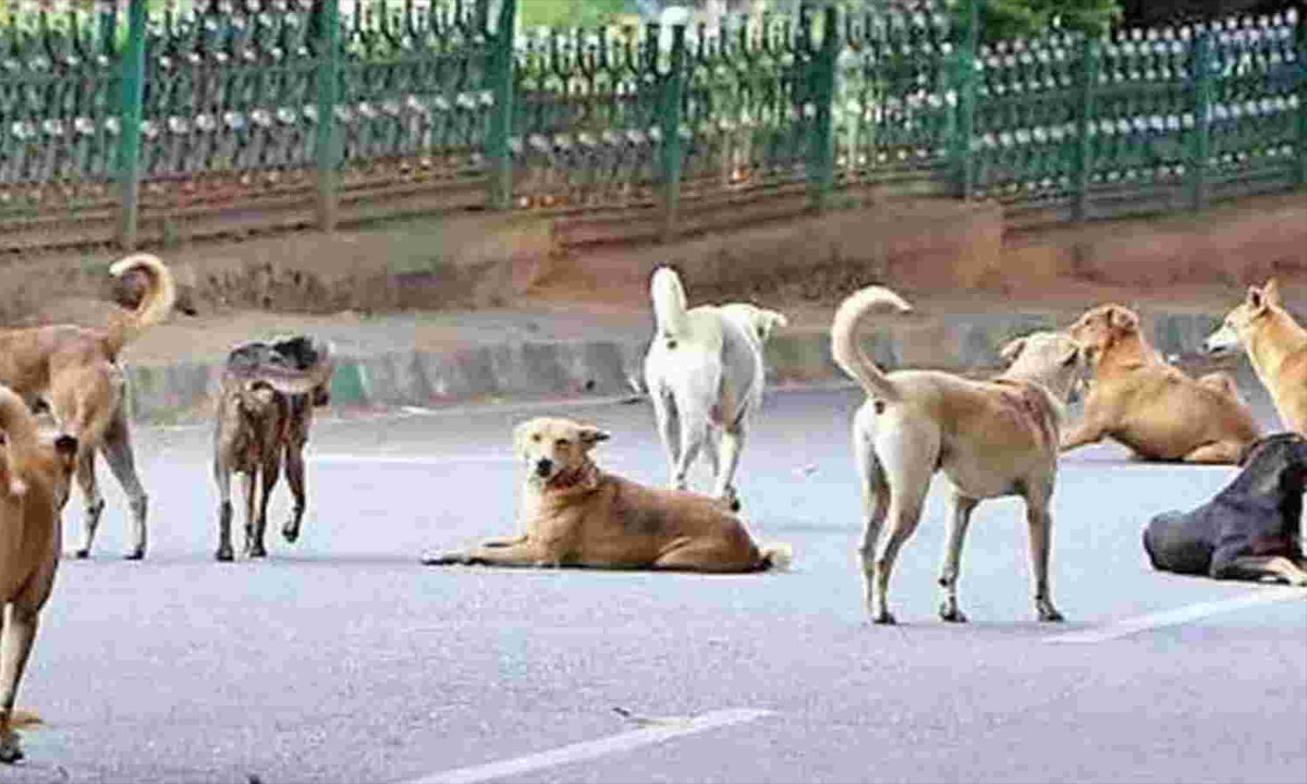 Girl Hospitalized After Being Attacked by Stray Dog in Delhi | HydNow
